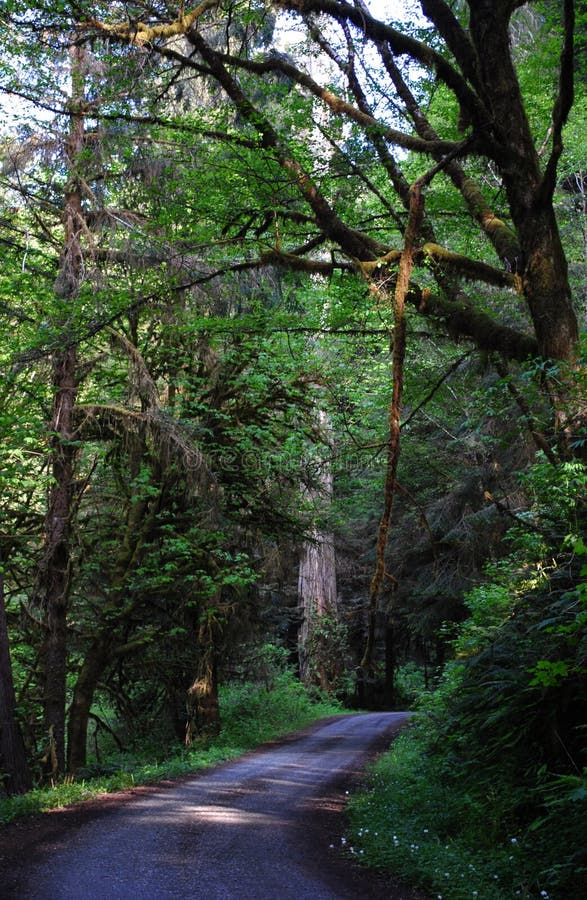 Green Pathway stock photo. Image of forest, paved, pathway - 113354460