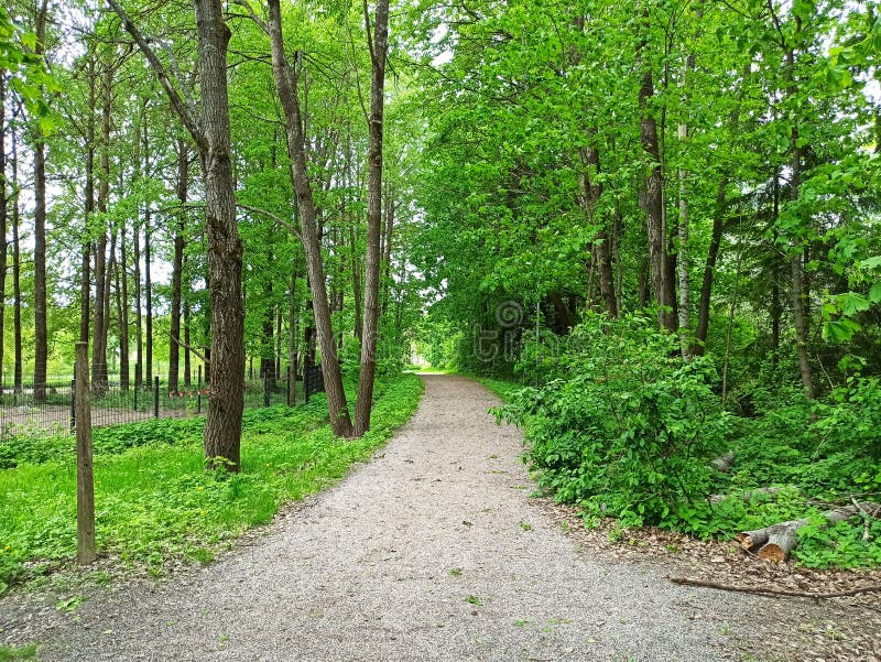 Green pathway in Helsinki stock photo. Image of sunlight - 257439374