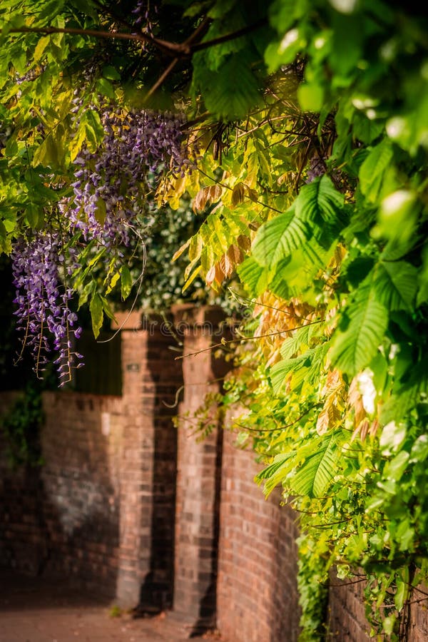 Green pathway stock photo. Image of light, forest, green - 55270020