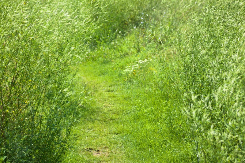 Green Pathway with Green Plants on Left and Right Landscape View of ...