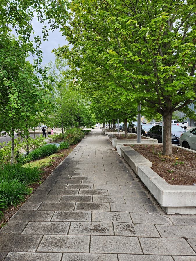 Green Pathway after the Rain Stock Photo - Image of flower, walkway ...