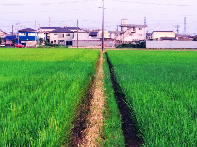 A Green Pathway stock image. Image of farmer, nature - 154926185