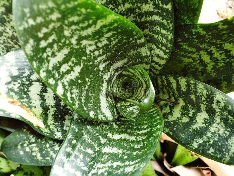 Beautiful Green Pattern Background Stock Image - Image of green ...