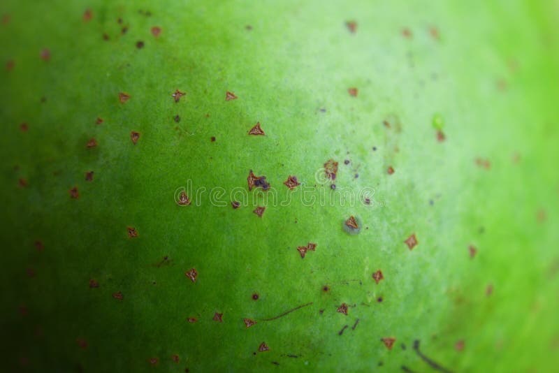 Mango in the Skin is Isolated on a White Background. Stock Image ...