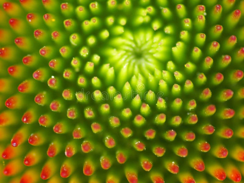 Green, Pattern, Organism, Symmetry Picture. Image: 122203621