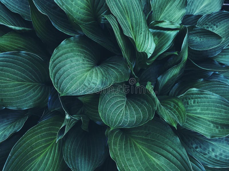 Green Pattern Plant Natural Leaf Image Stock Image - Image of natural ...