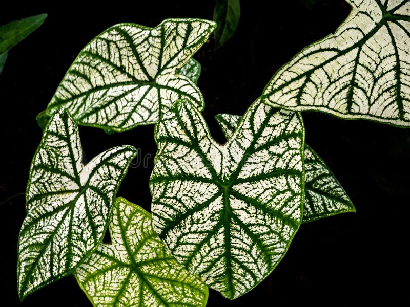 The Green Pattern on the White Surface on the Leaf of Caladium Bicolor ...