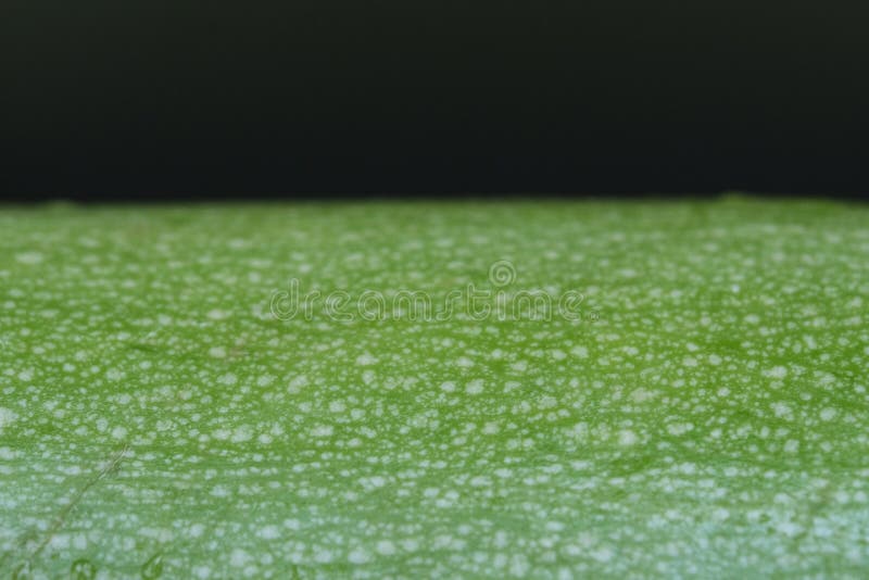 Green Pattern on Zucchini Vegetable Peel Skin Stock Image - Image of ...
