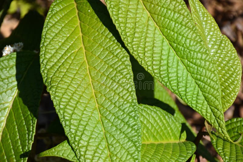 873 Texture Sap Green Stock Photos - Free & Royalty-Free Stock Photos ...