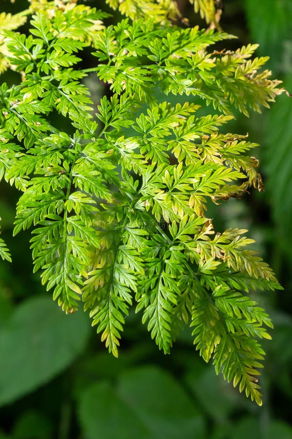 Green Patterned Leaves of a Plant Conium Maculatum in the Sun in Autumn ...