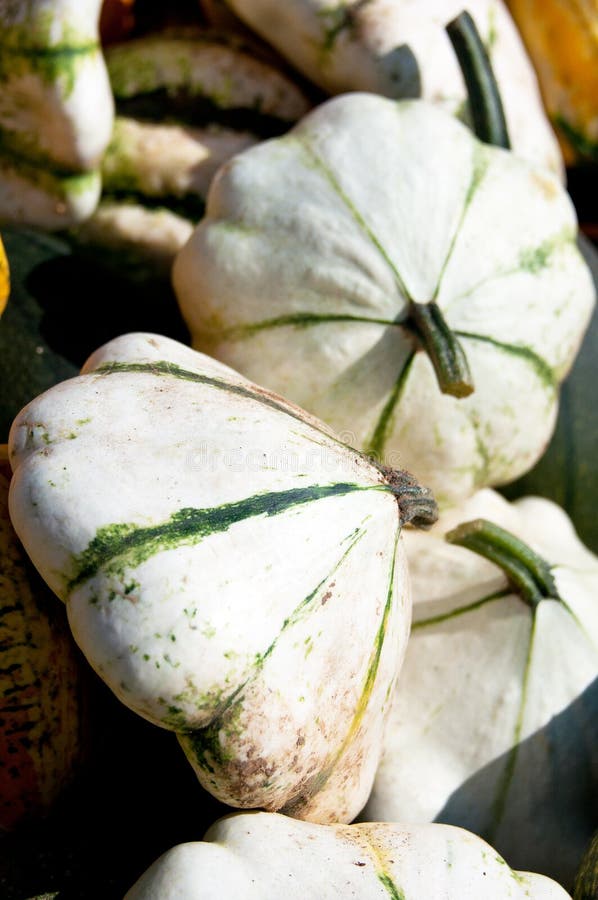 Green Patty pan Squash stock image. Image of market, white - 33837237