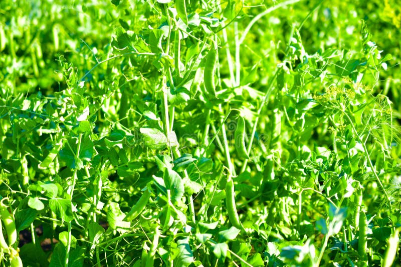 Green Pea Bushes in the Garden with Pea Pods Stock Photo - Image of ...