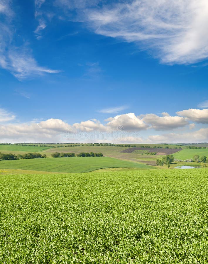 Green Pea Field and Blue Sky. Vertical Photo Stock Image - Image of ...