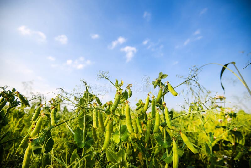 Green Pea Field Farm in Bright Day with Blue Sky Stock Photo - Image of ...