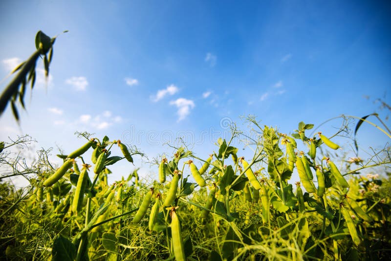 Green Pea Field Farm in Bright Day with Blue Sky Stock Photo - Image of ...