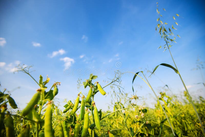 Green Pea Field Farm in Bright Day with Blue Sky Stock Image - Image of ...