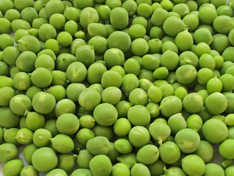 Pea grains stock photo. Image of grown, kitchen, herb - 93691652