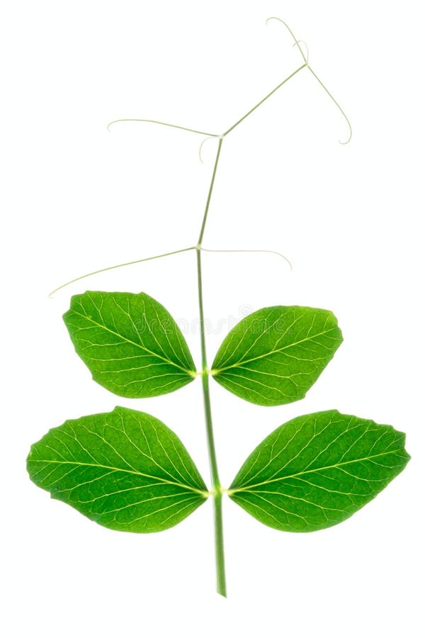 Leaf Back stock photo. Image of growth, life, backgrounds - 22700790