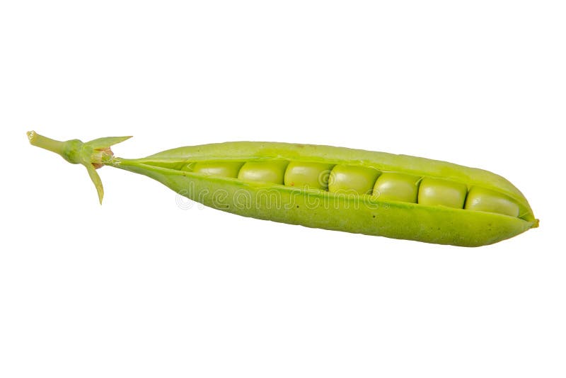 Green Pea Pisum Sativum on a White Background Stock Image - Image of ...