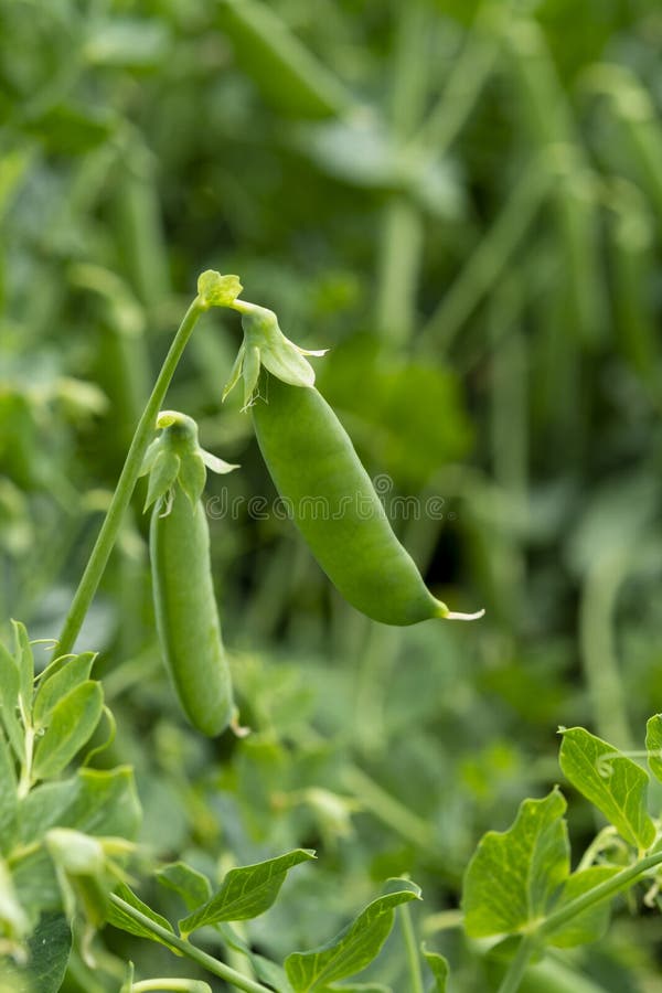 Green Pea Plants Growing on Farming Fields in Summer Stock Image ...