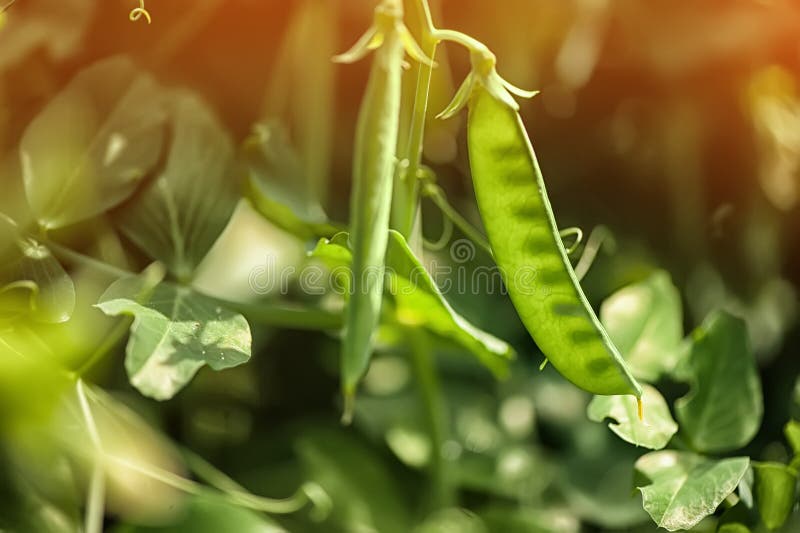 Green Pea Pod on a Green Background, Blur, Close-up, Place for Text ...
