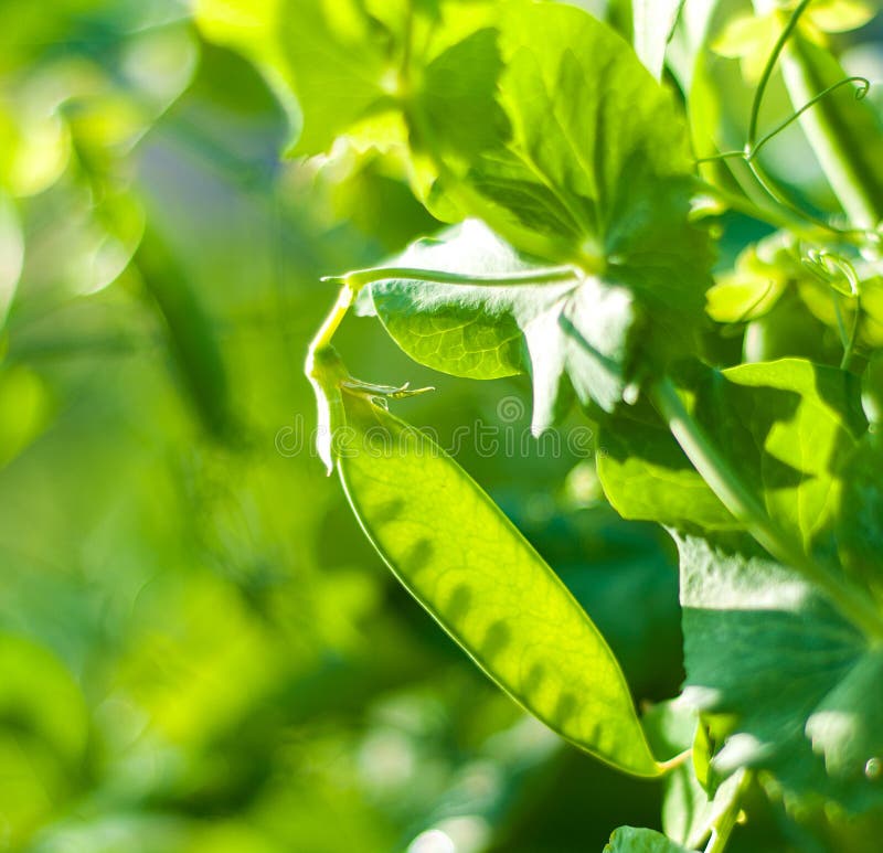 Green pea pod stock image. Image of healthy, farming - 40724953