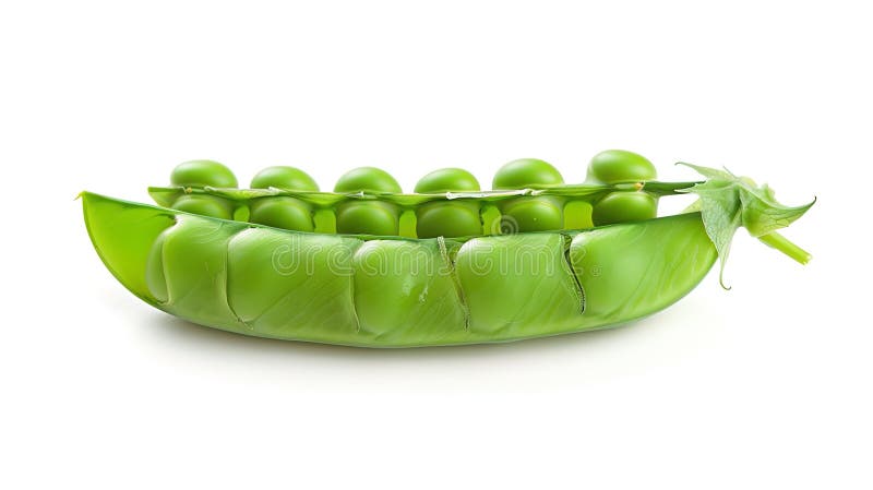 A Green Pea Pod with a Green Stem and a Green Leaf Stock Illustration ...