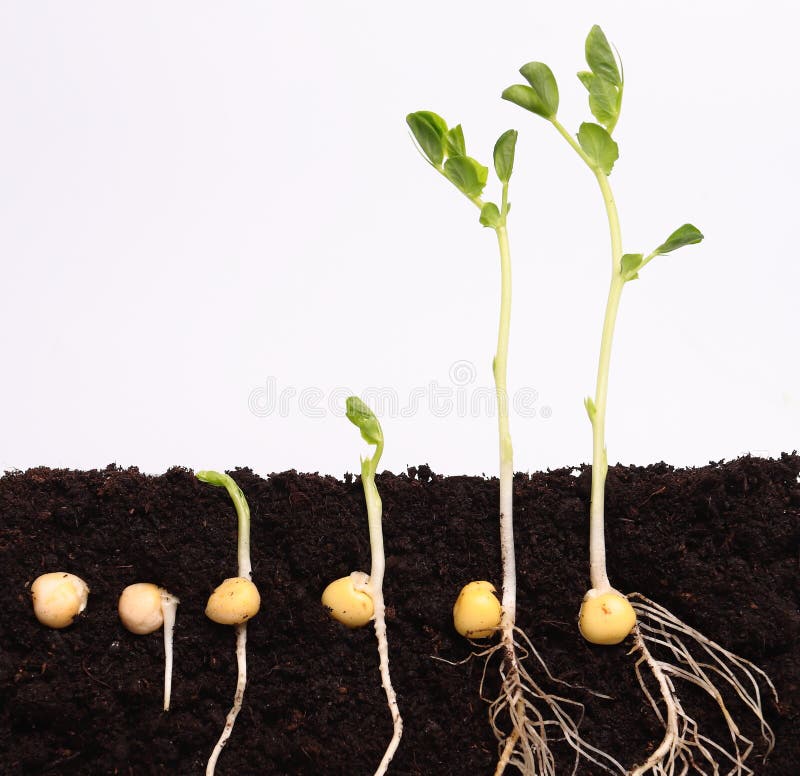 Germinating pea seeds stock photo. Image of fecund, season - 40069154