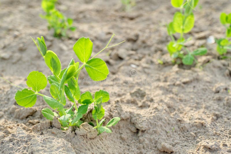Green Pea Young Plant in Spring on the Soil Stock Photo - Image of ...