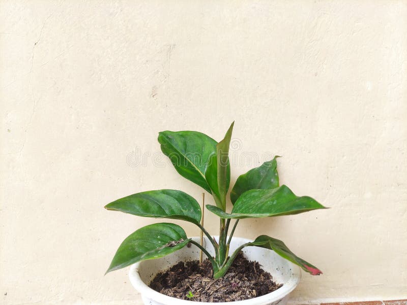 Green Peace Lily Mini in a Pot Stock Image - Image of branch, drawing ...