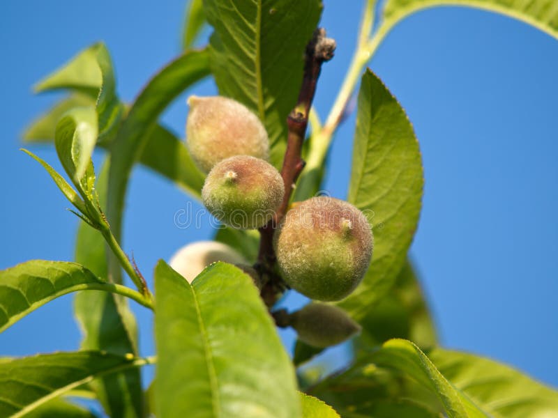 Green peach stock image. Image of peaches, ripe, produce - 24637753