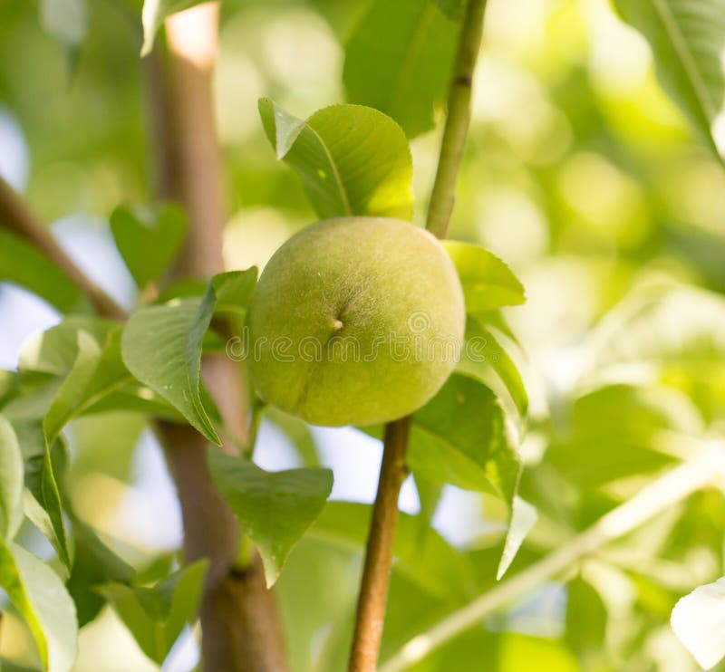 Green Peach on the Tree in Nature Stock Image - Image of natural, diet ...