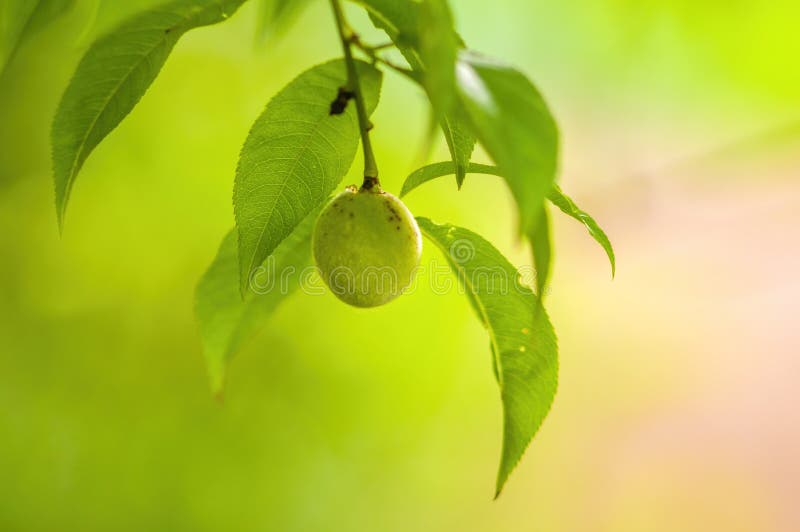 A Green Peach on the Tree in Spring Stock Image - Image of piece ...