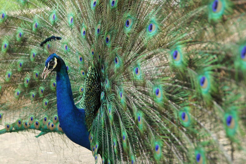 Green peacock stock image. Image of beautiful, pretty - 28602005