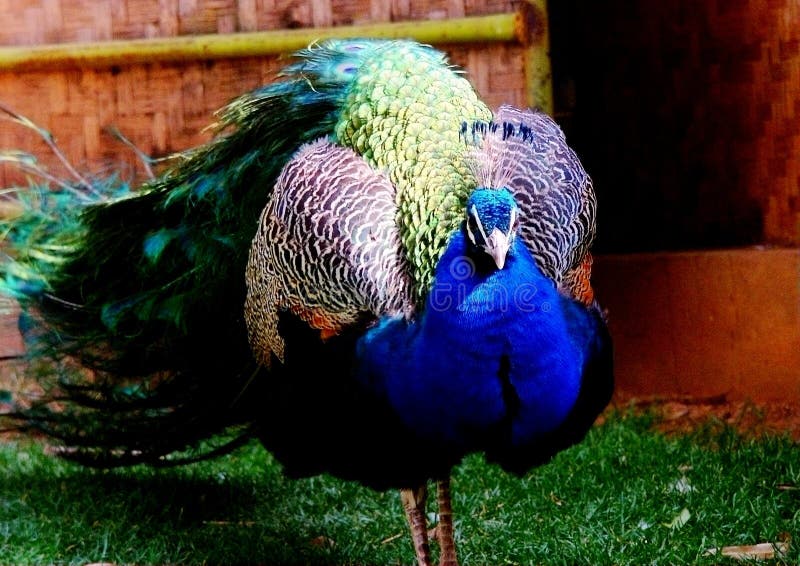 Green Peacock Picture. Image: 4702309