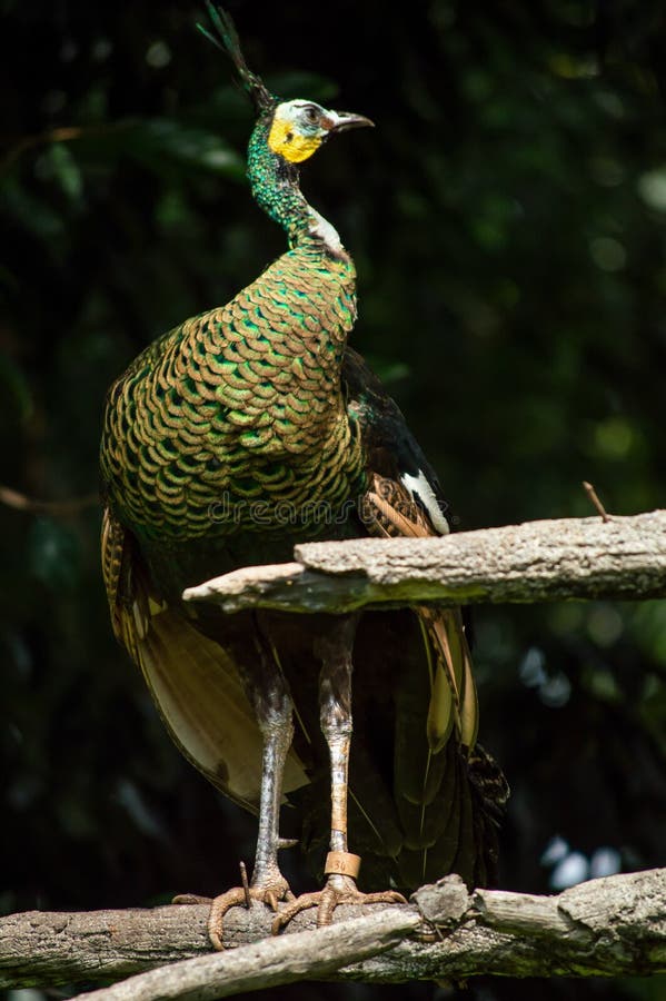 Green Peacock Pavo Muticus Standing on the Branches of Tree Stock Photo ...