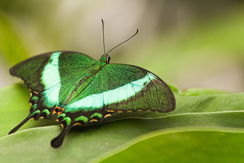 Green Peacock Swallowtail stock photo. Image of green - 15005136