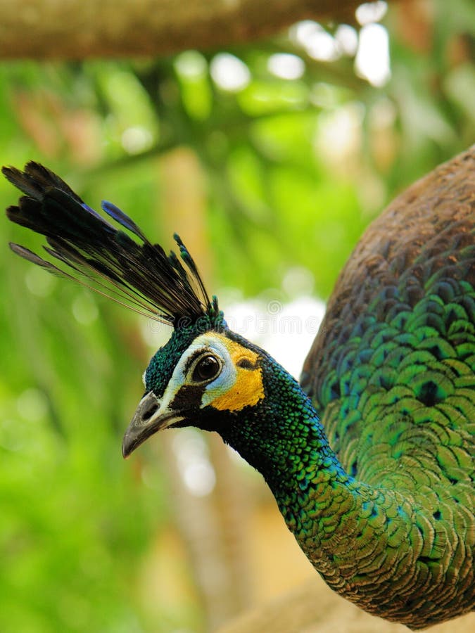 Green Peafowl stock image. Image of billed, wild, birds - 27243037