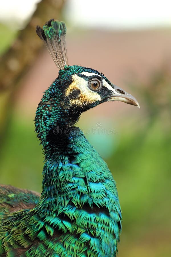 Green peafowl stock image. Image of bird, beautiful, elegance - 74997643