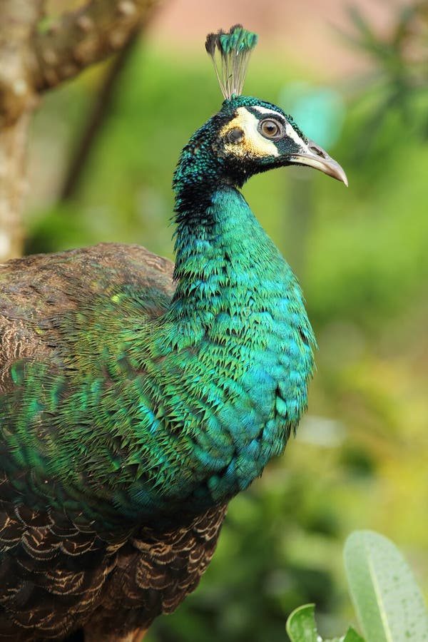 Green peafowl stock image. Image of animal, bird, african - 74997673