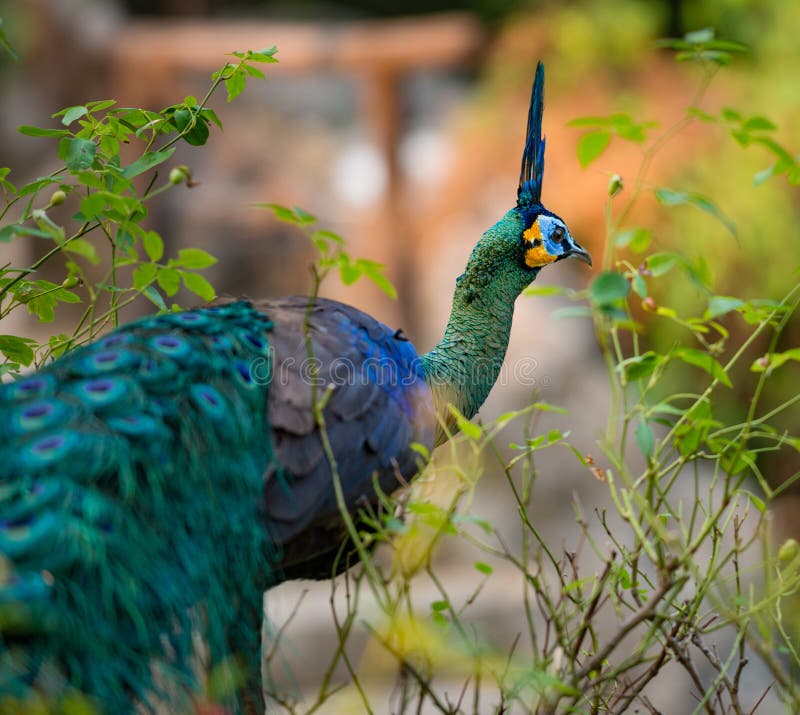 Green peafowl Pavo muticus stock photo. Image of jungle - 142373680