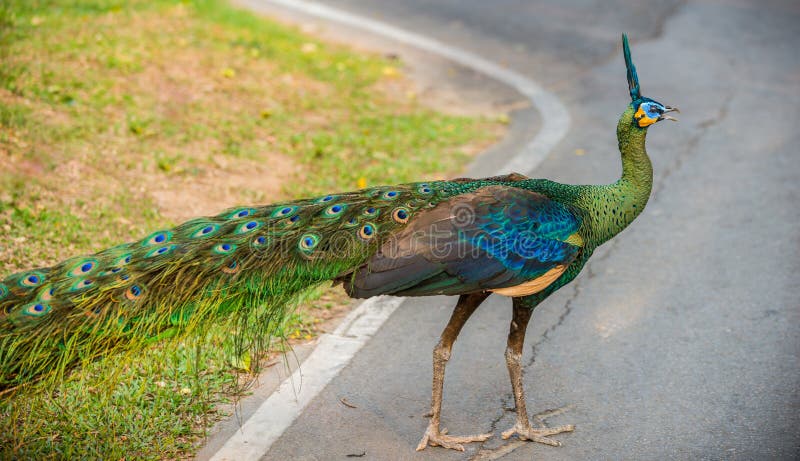 Green Peafowl Pavo Muticus Also Known As Java Peafowl Stock Image ...