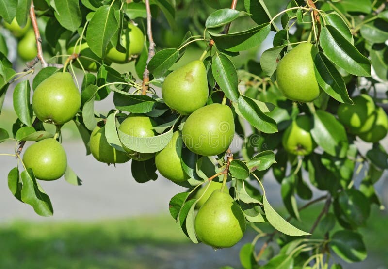 Green pear on the branch stock image. Image of sugary - 20555003