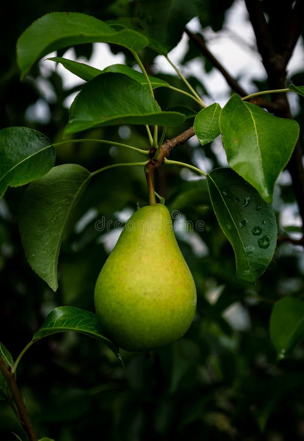 Green Pear Fruit Hanging on a Branch in the Shadow Stock Image - Image ...