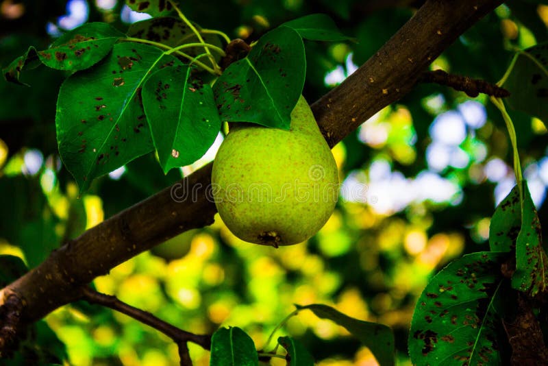 Green pear stock photo. Image of fresh, healthy, natural - 165085932