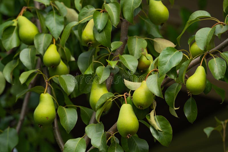 Green Pear Fruit on a Tree Branch with Leaves Stock Illustration ...