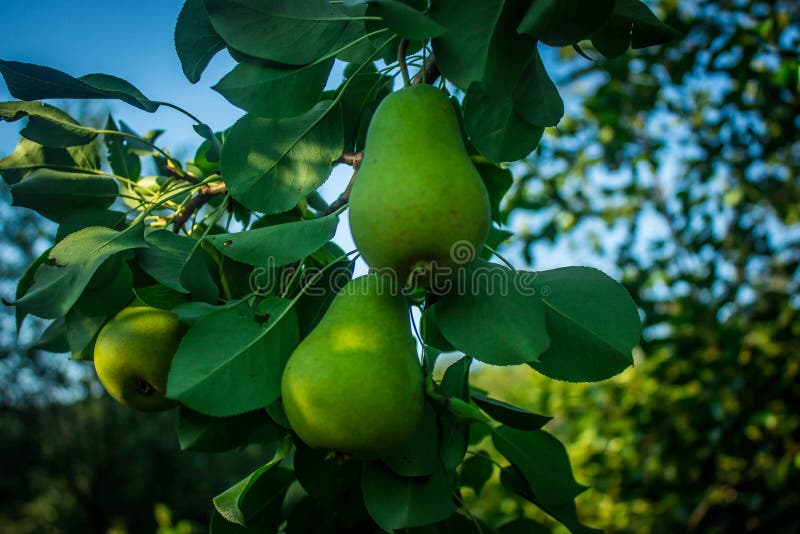 Green pear stock photo. Image of farm, food, growth - 165085758