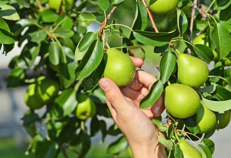 Green pear and hand stock photo. Image of nutrition, honeyed - 97566478