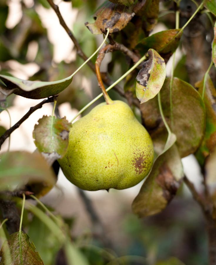 Green pear stock photo. Image of farming, nature, green - 31013064