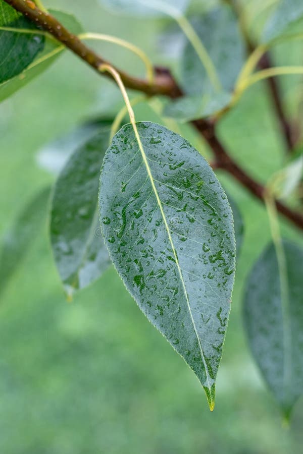 Green Pear Leaves with Raindrops in the Garden on a Tree Stock Photo ...
